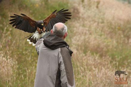 Hawk Walk Experience | Birds Of Prey Experiences by SMJ Falconry